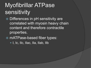 Muscle Physiology Primer | PPT