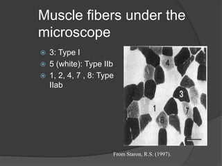 Muscle Physiology Primer | PPT
