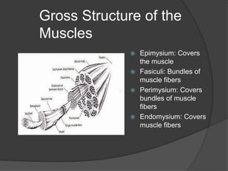 Muscle Physiology Primer | PPT