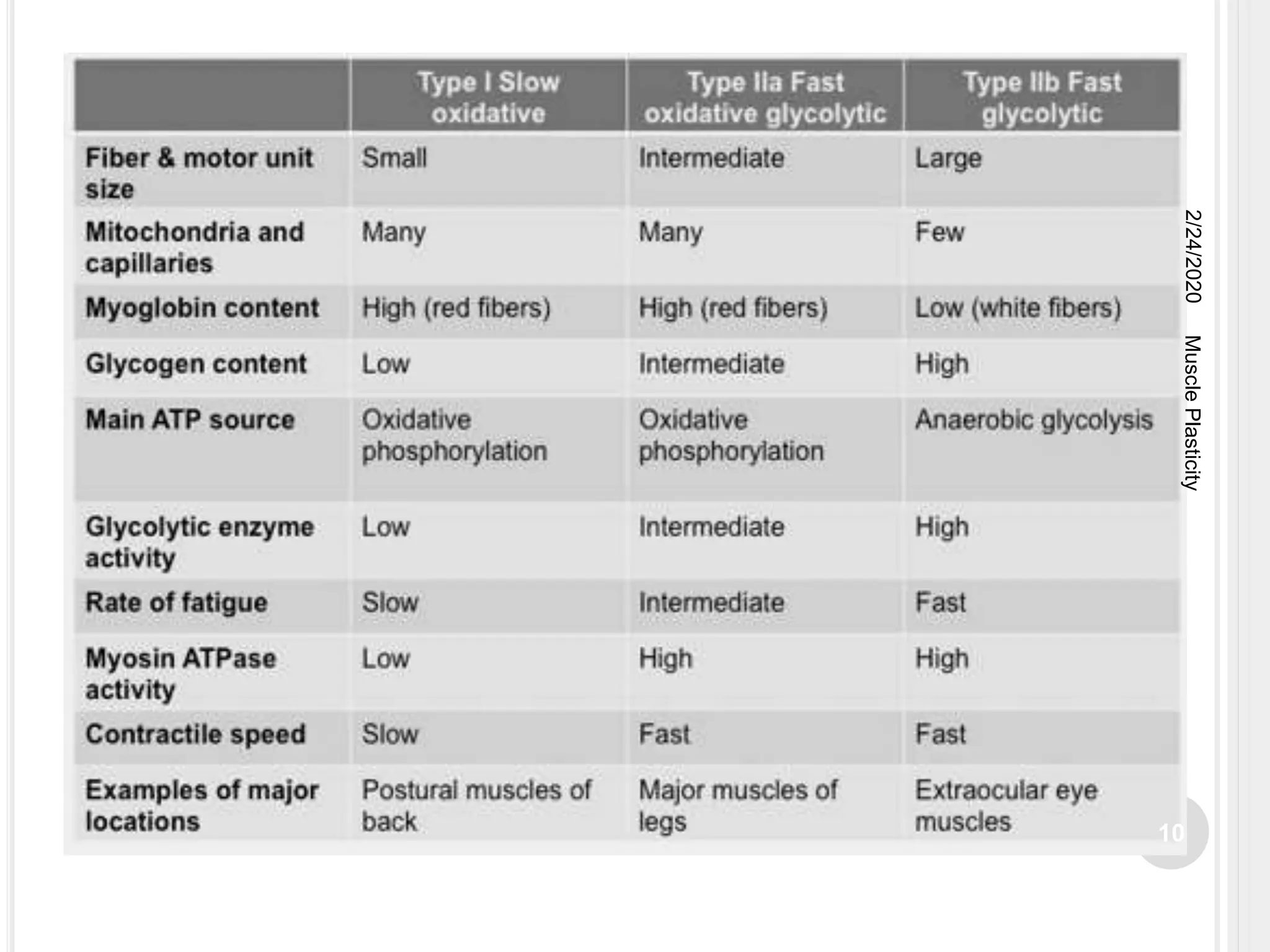 Muscle plasticity | PPTX