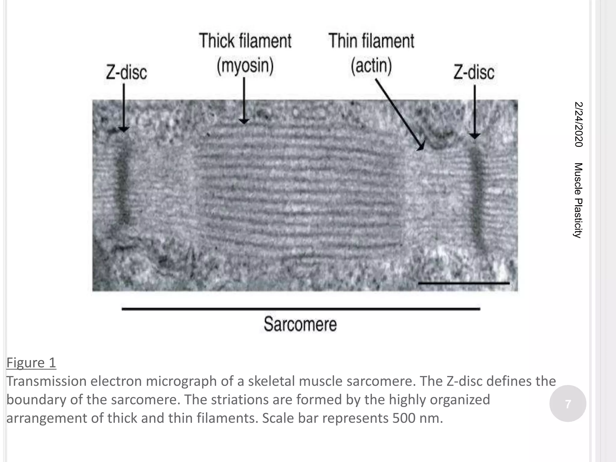 Muscle plasticity | PPTX