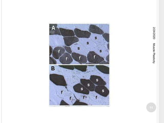 Muscle plasticity | PPTX