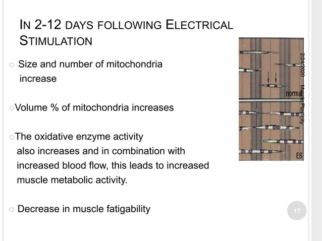 Muscle plasticity | PPTX | Physical Therapy | Wellness