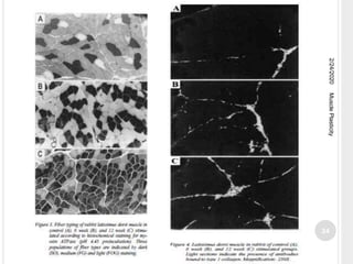 Muscle plasticity | PPTX