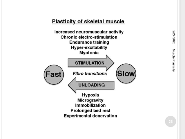 Muscle plasticity | PPTX | Physical Therapy | Wellness