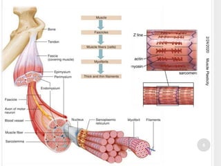 Muscle plasticity | PPTX