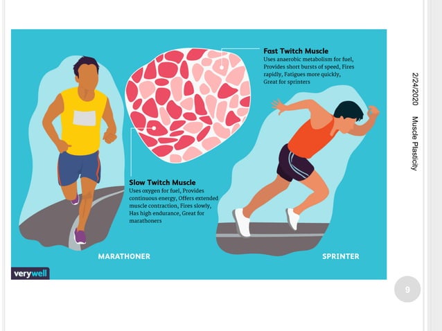 Muscle plasticity | PPTX | Physical Therapy | Wellness