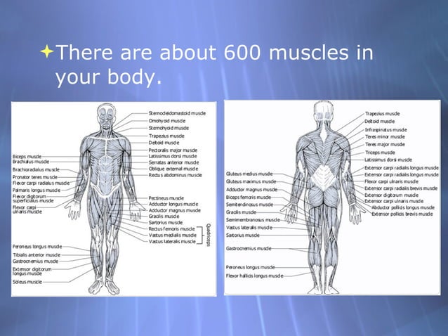 Muscle powerpoint | PPT