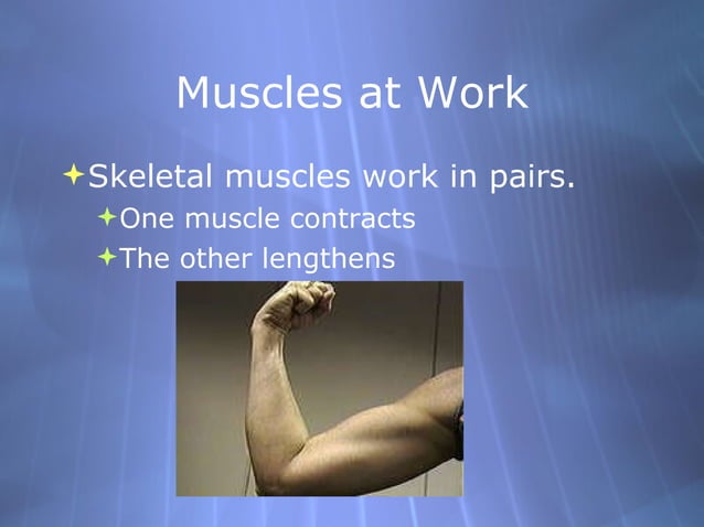 Muscle powerpoint | PPT