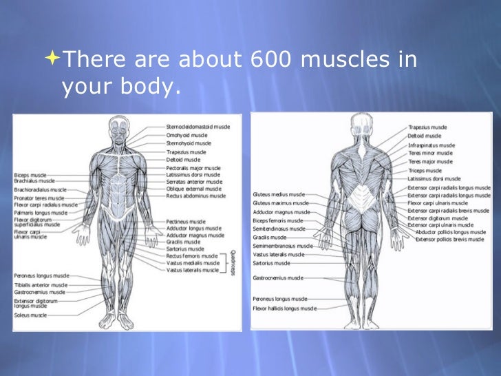 Muscle Ppt
