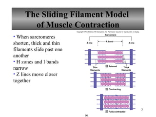 Model Of Sliding Filament Theory Animation