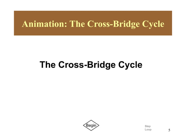 Sliding Filament Model of Muscle Contraction | PPT