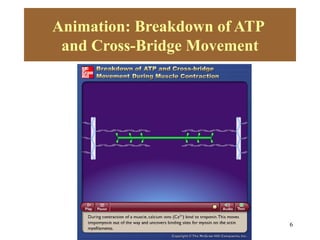 Model Of Sliding Filament Theory Animation