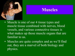 Muscle Ppt | PPT