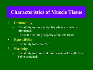 Functional Characteristics Of Muscles