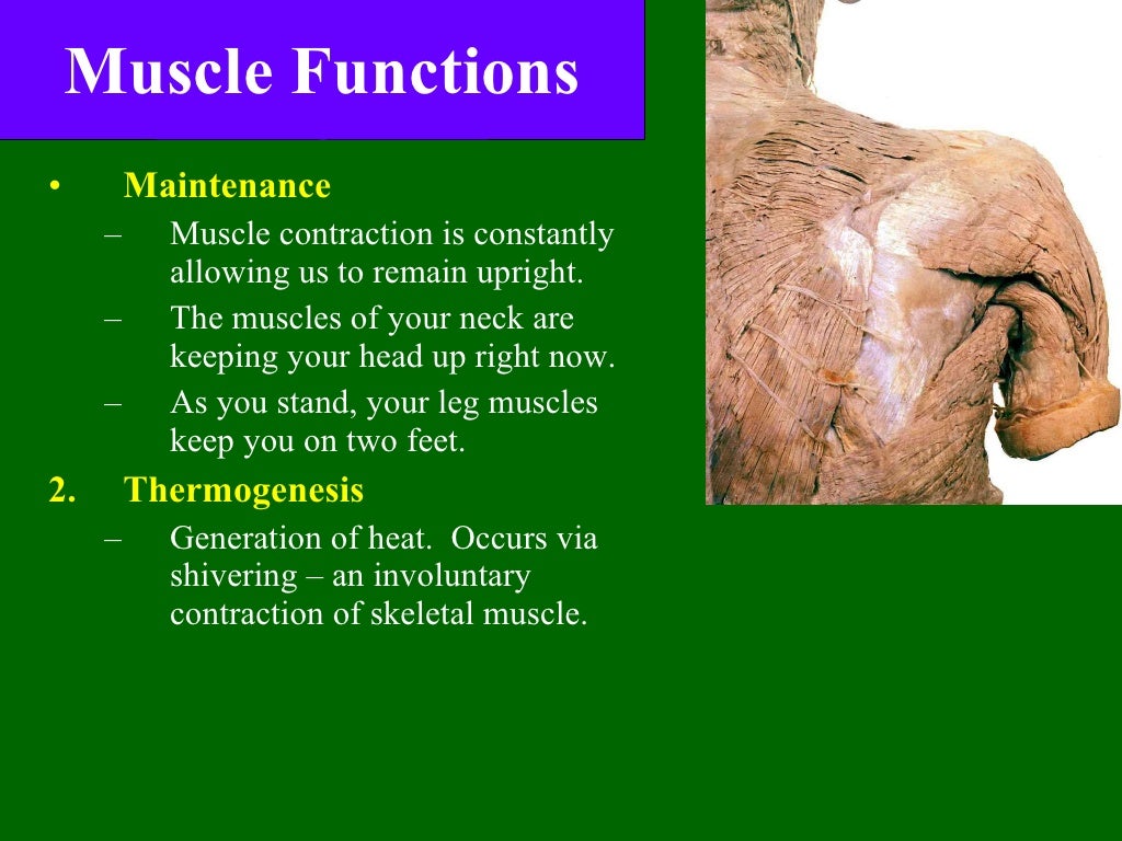 Muscle Ppt