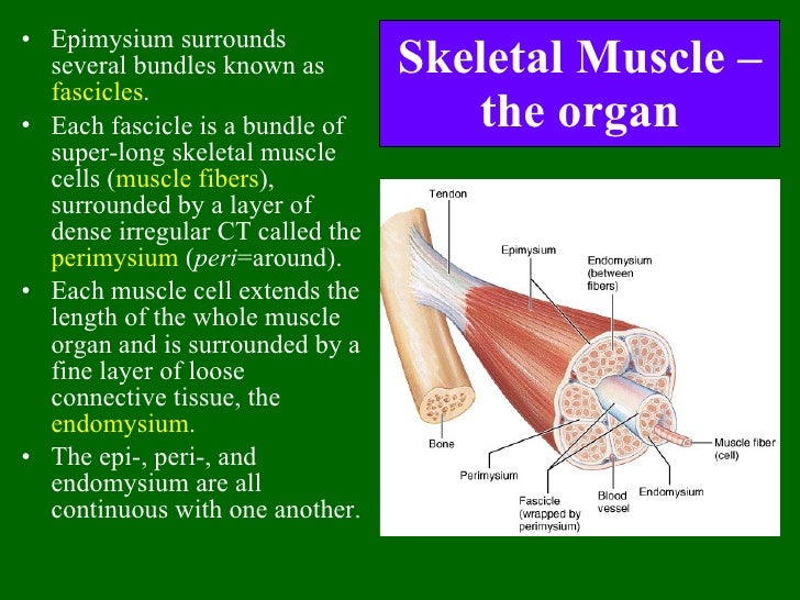 Muscle Ppt