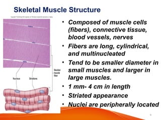 Muscular system in addition to types and nerve supply.ppt