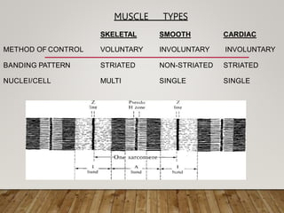 MUSCLE PPT 3RD SEM.pptx