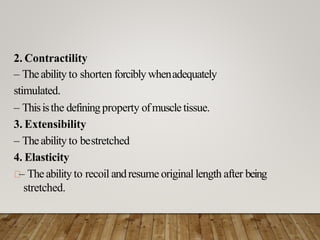 MUSCLE PPT 3RD SEM.pptx