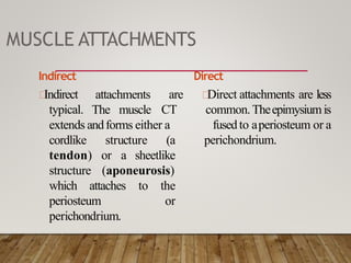 MUSCLE PPT 3RD SEM.pptx