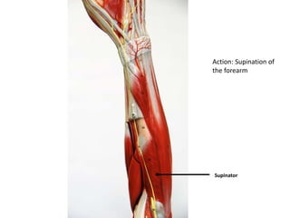 Muscle Practice | PPTX