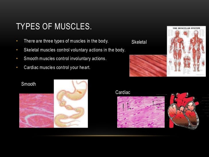 Muscle Ppt