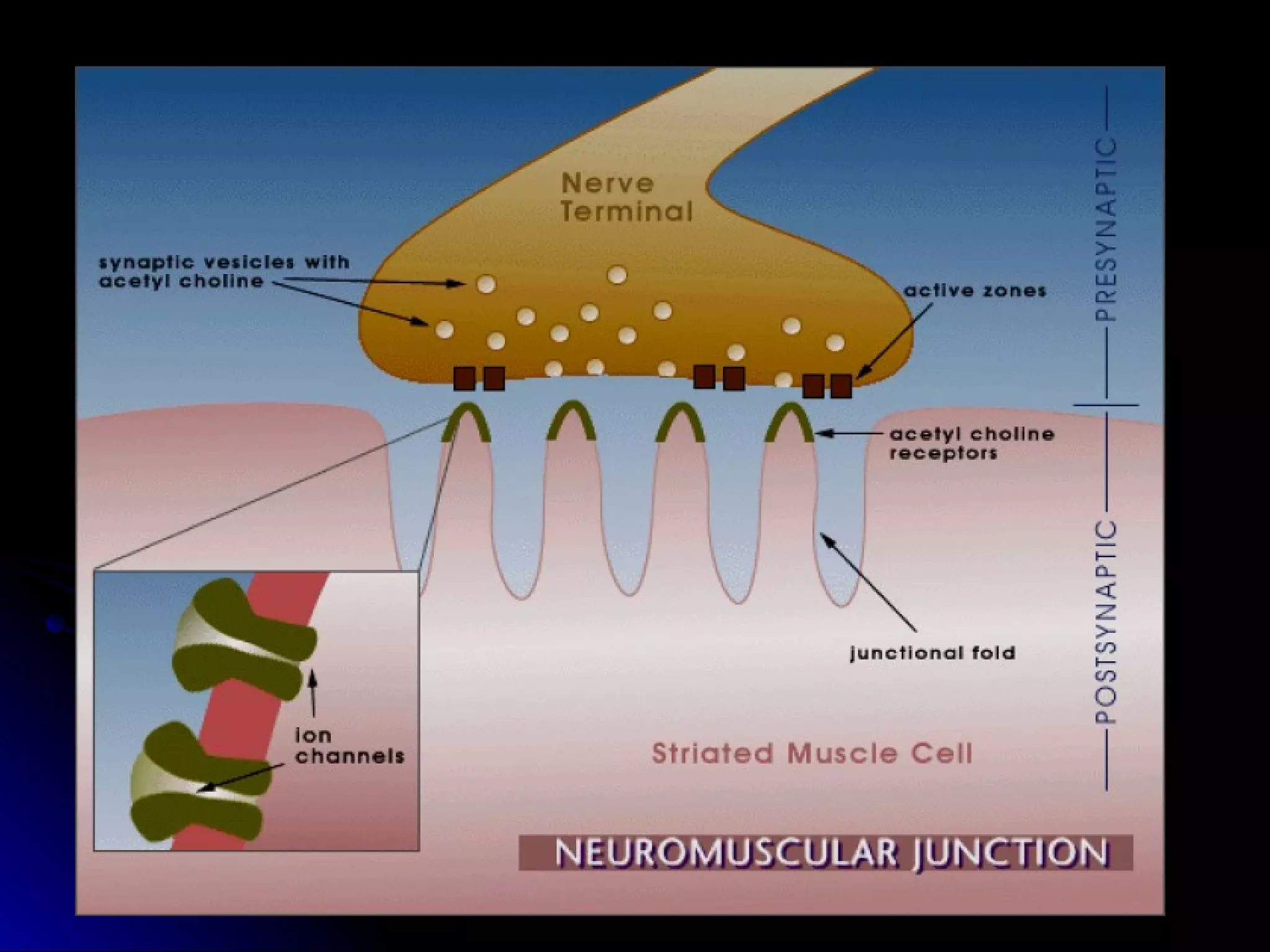 Muscle Relaxants | PPT