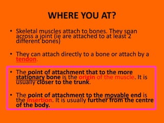 Muscle review | PPT