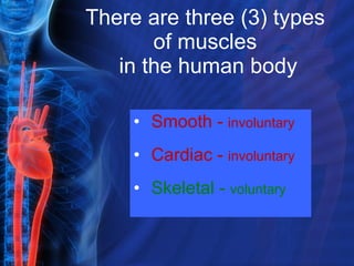 Muscles | PPT