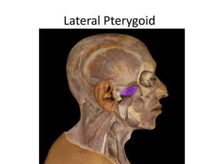 Medial Pterygoid Muscle Cadaver