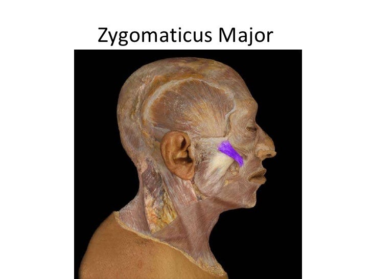 Zygomaticus Major Function