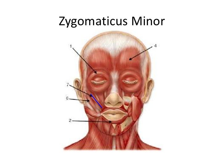 Zygomaticus Major Function