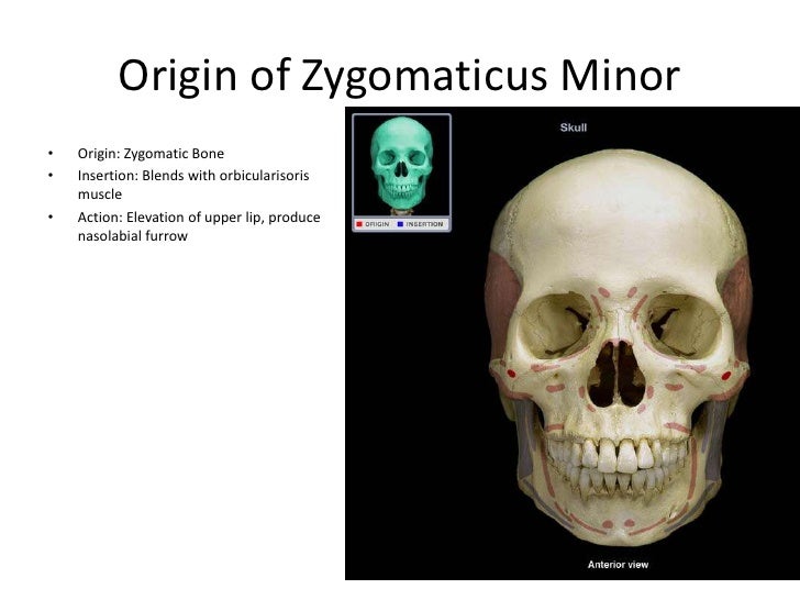 Zygomaticus Major Function