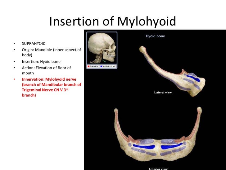 Omohyoid Origin Insertion Innervation And Action Kenhub