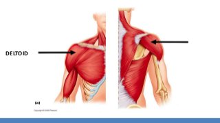 Muscles year 10 Sport Science | PPTX