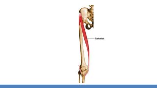 Muscles year 10 Sport Science | PPTX