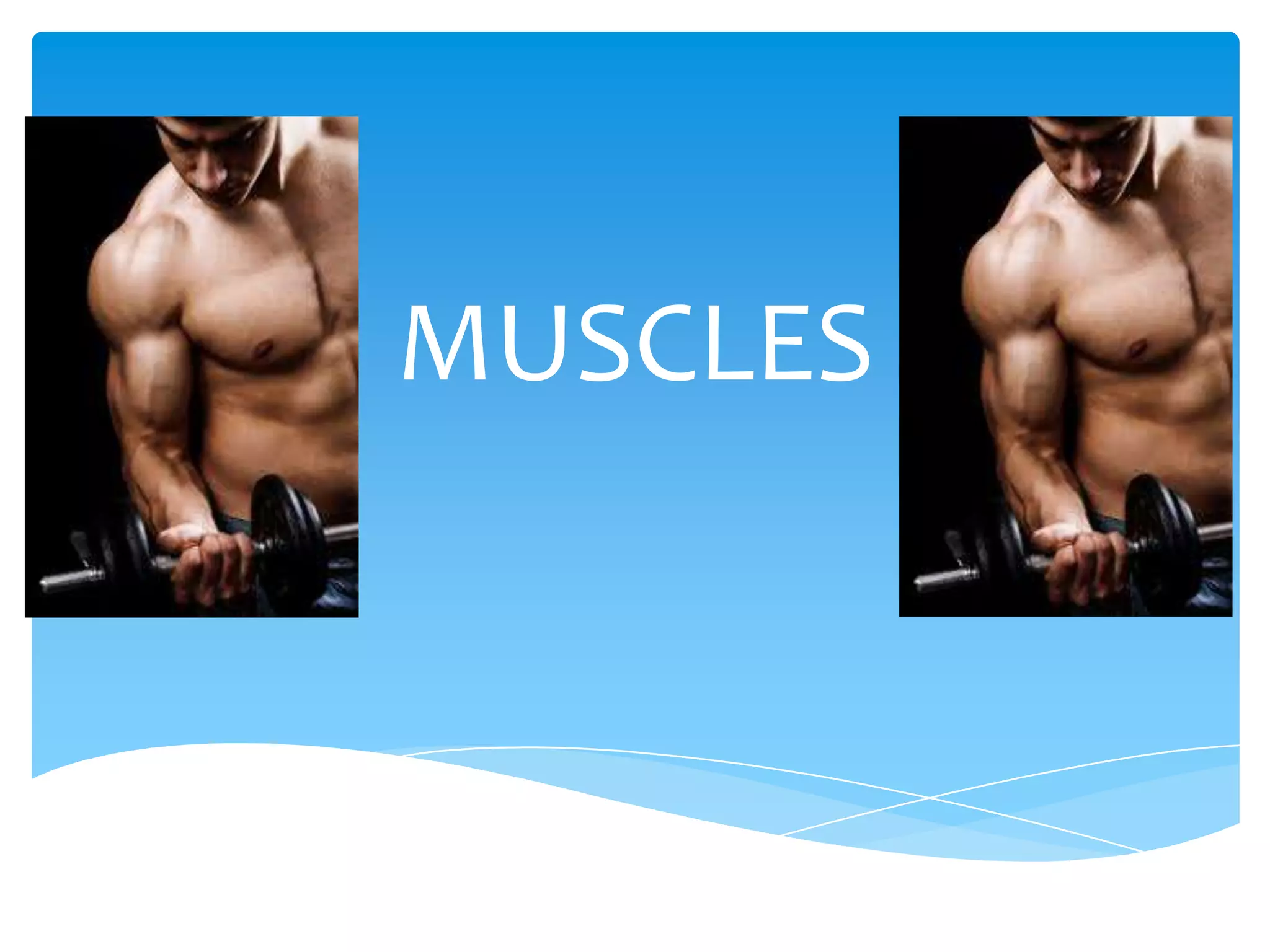 Muscles | PPT