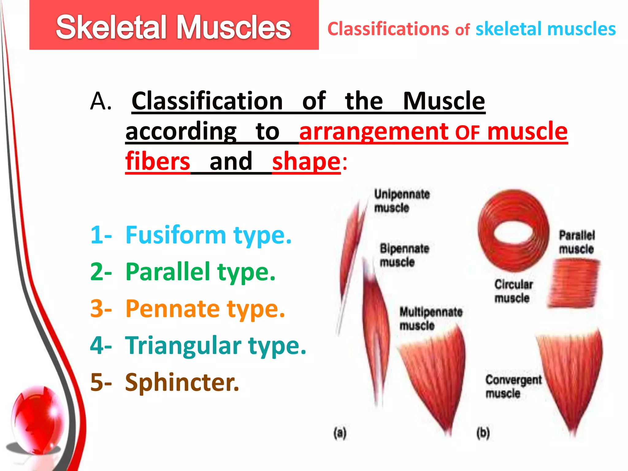 Muscles | PPTX