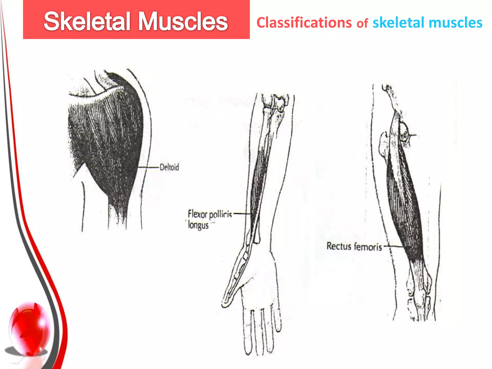 Muscles | PPTX