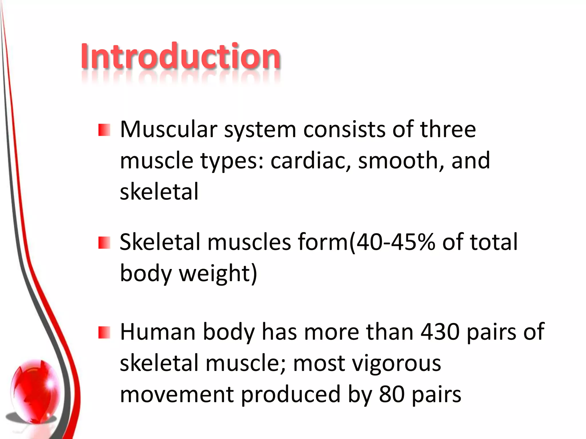 Muscles | PPTX