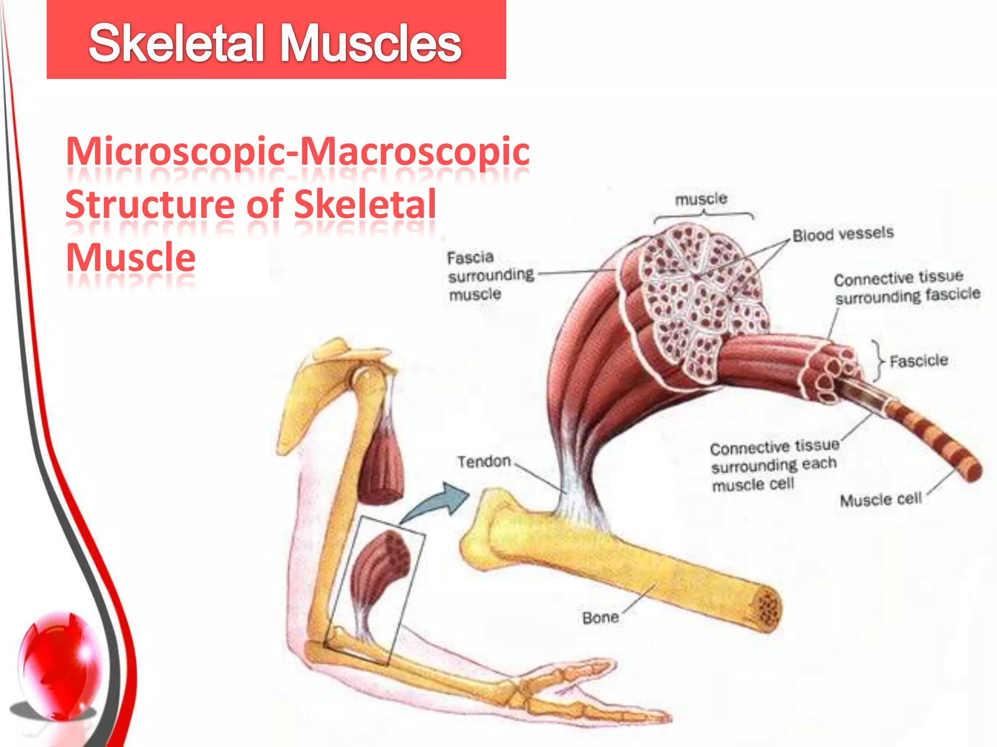 Muscles | PPTX