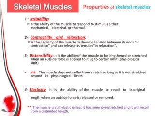 Muscles | PPTX