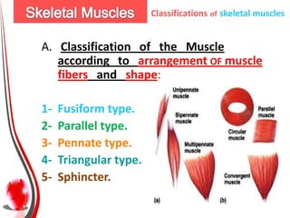 Muscles | PPTX