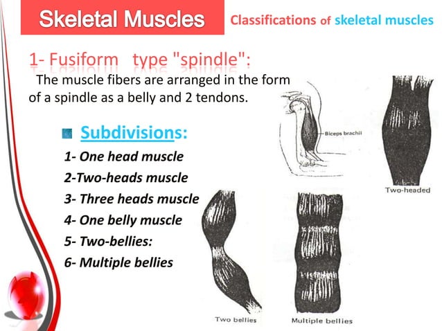 Muscles | PPTX
