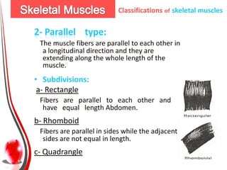 Muscles | PPTX