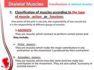 Muscles | PPTX