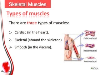 Muscles | PPTX