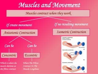 Muscles | PPT