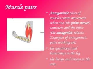 Muscles | PPT